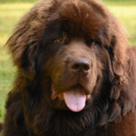Newfoundland 101: Owner's Guide