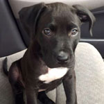 Pitbull 101: Owner's Guide
