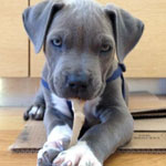 Pitbull 101: Owner's Guide