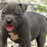 Pitbull 101: Owner's Guide