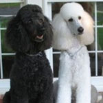 Poodle 101: Owner's Guide