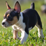 Rat Terrier 101: Owner's Guide