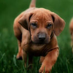 Rhodesian Ridgeback 101: Owner's Guide