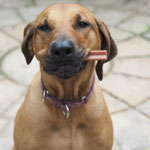 Rhodesian Ridgeback 101: Owner's Guide