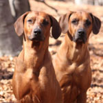 Rhodesian Ridgeback 101: Owner's Guide