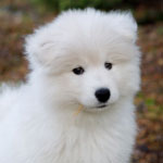 Samoyed 101: Owner's Guide