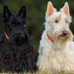 Scottish Terrier 101: Owner's Guide
