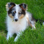 Sheltie 101: Owner's Guide