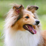 Sheltie 101: Owner's Guide