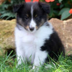 Sheltie 101: Owner's Guide