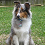 Sheltie 101: Owner's Guide