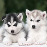 Siberian Husky 101: Owner's Guide