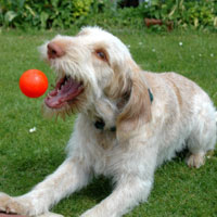 Spinone Italiano 101: Owner's Guide