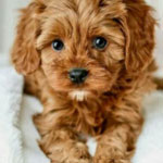 Toy Poodle 101: Owner's Guide