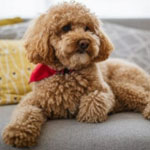 Toy Poodle 101: Owner's Guide