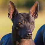 Xoloitzcuintli 101: Owner's Guide