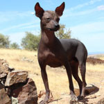 Xoloitzcuintli 101: Owner's Guide